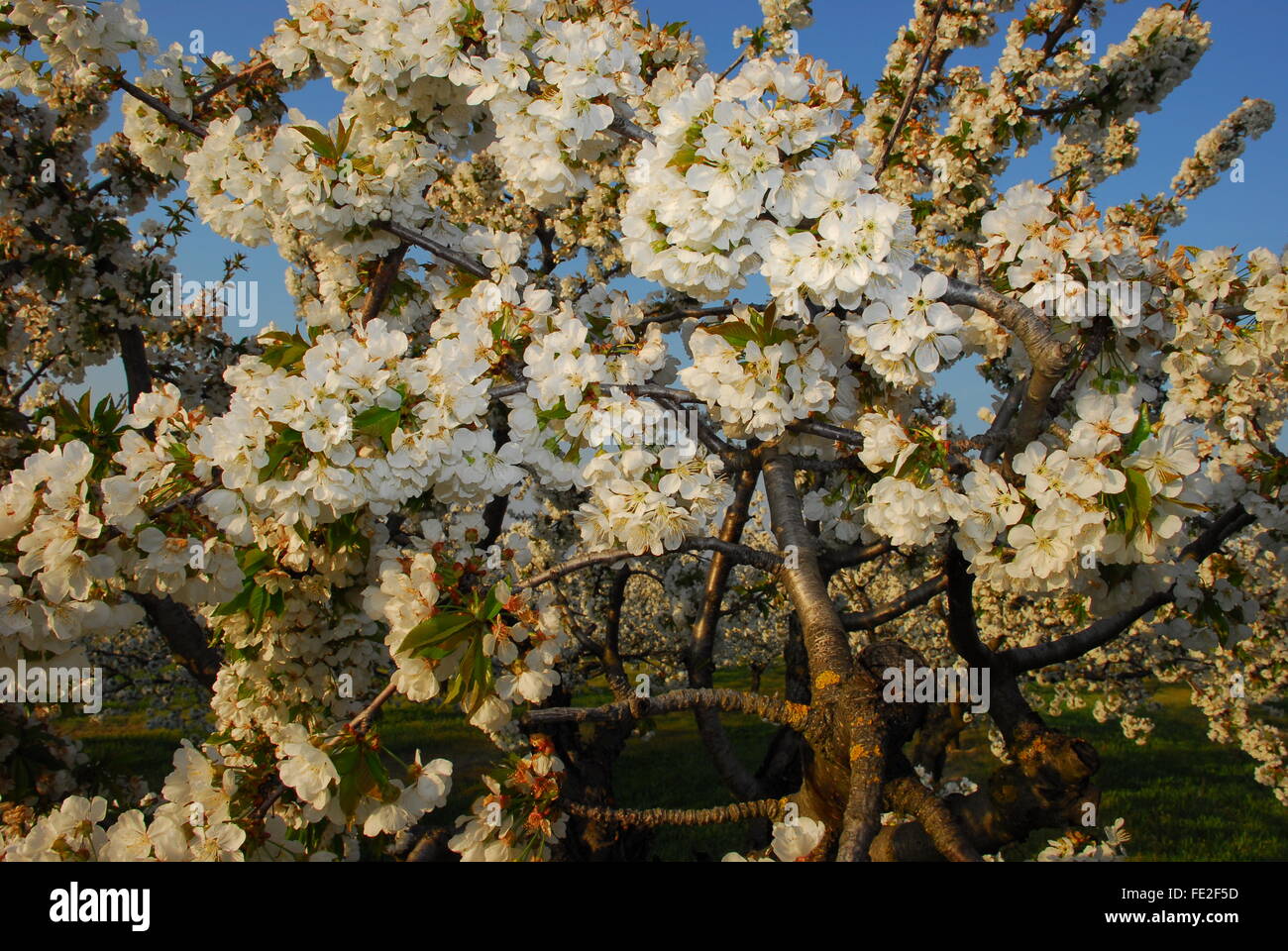 Blossom tree branch hi-res stock photography and images - Alamy