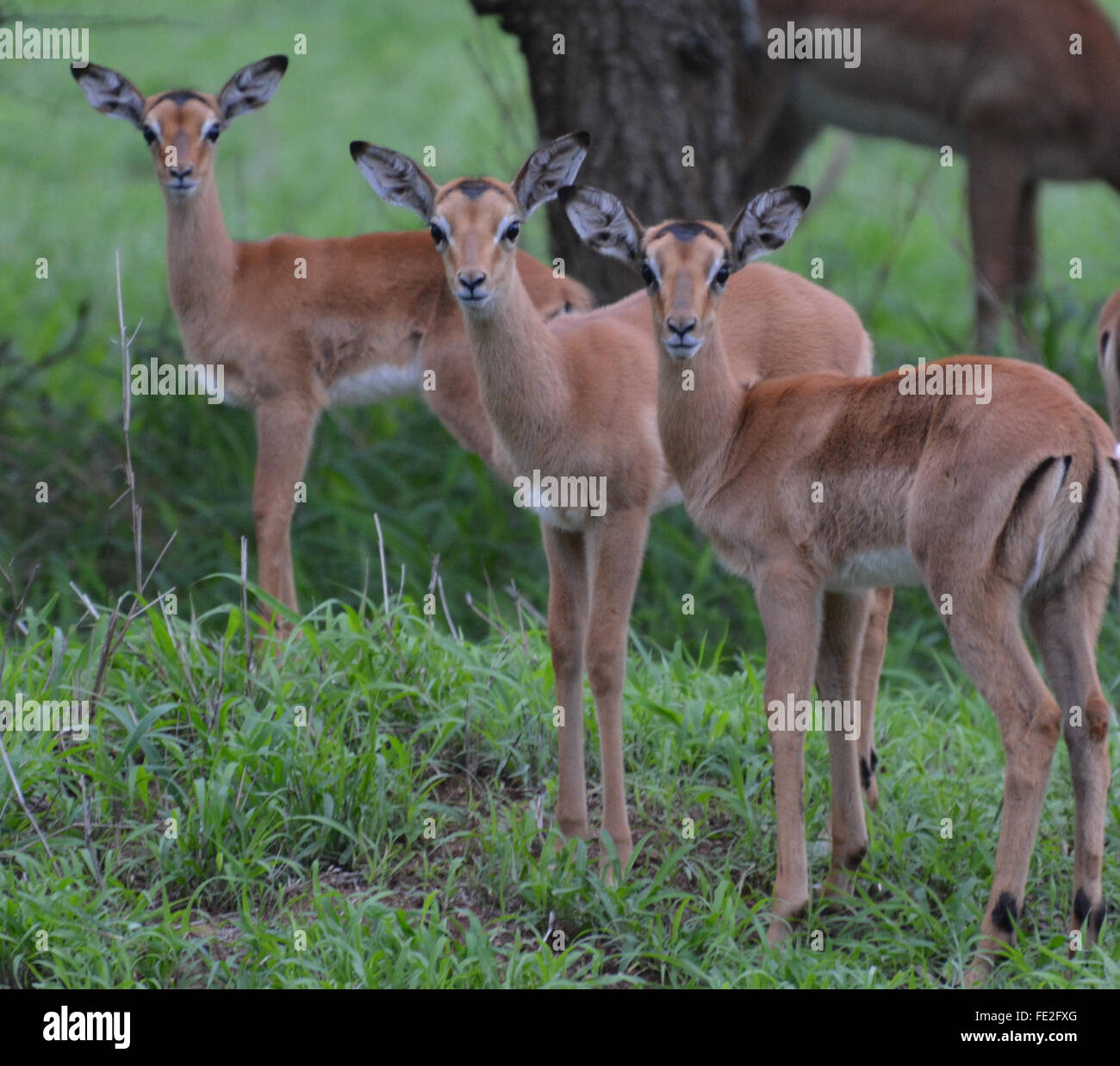 The springboks hi-res stock photography and images - Alamy