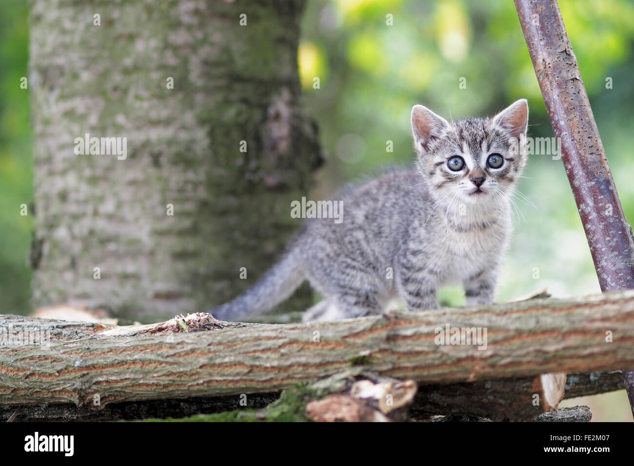 Outside portrait little kitten Stock Photo - Alamy