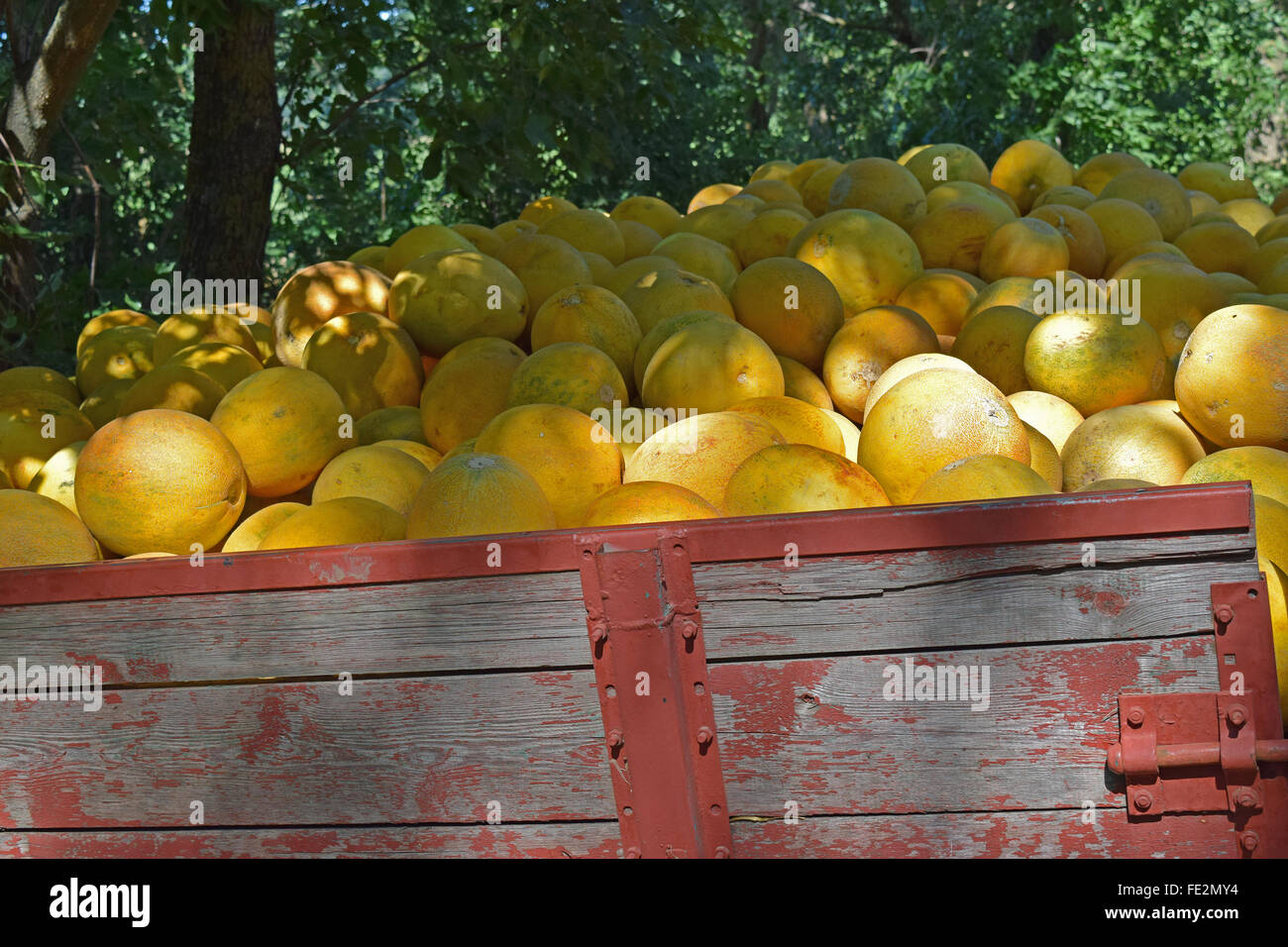 Yellow watermelon in the cart. The harvest from the fields Stock Photo ...