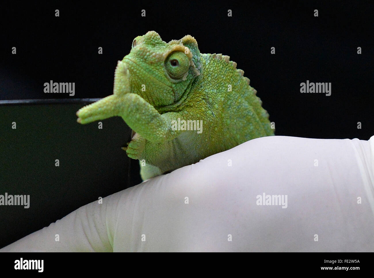 The annual animal stock take at London Zoo 2016. There are roughly 850 ...