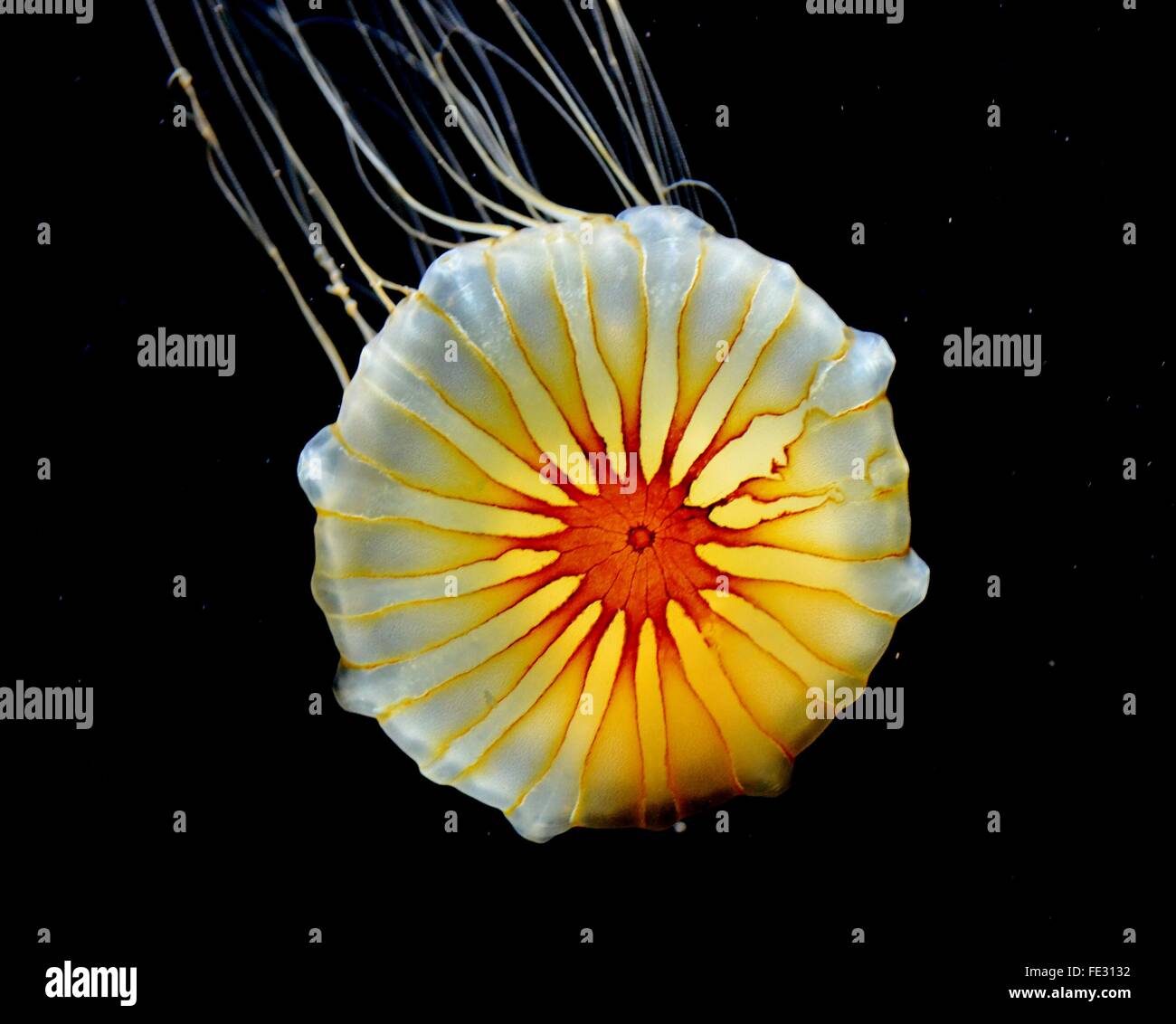 Amoeba High Resolution Stock Photography and Images - Alamy