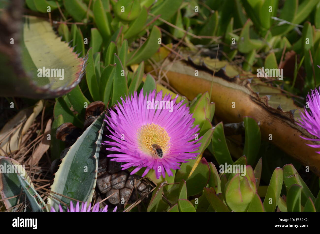 Sea of flower hi-res stock photography and images - Alamy