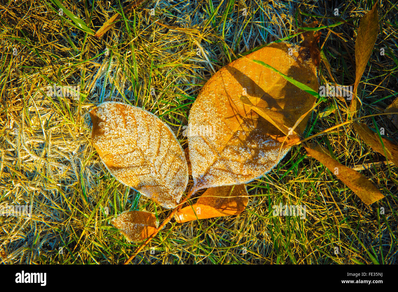 autumn, cold, cool, dandelion, earth, foliage, freeze, frost, garden ...