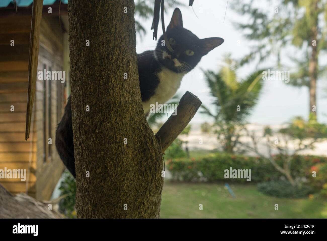 Portrait Of Cat In Tree Stock Photo - Alamy