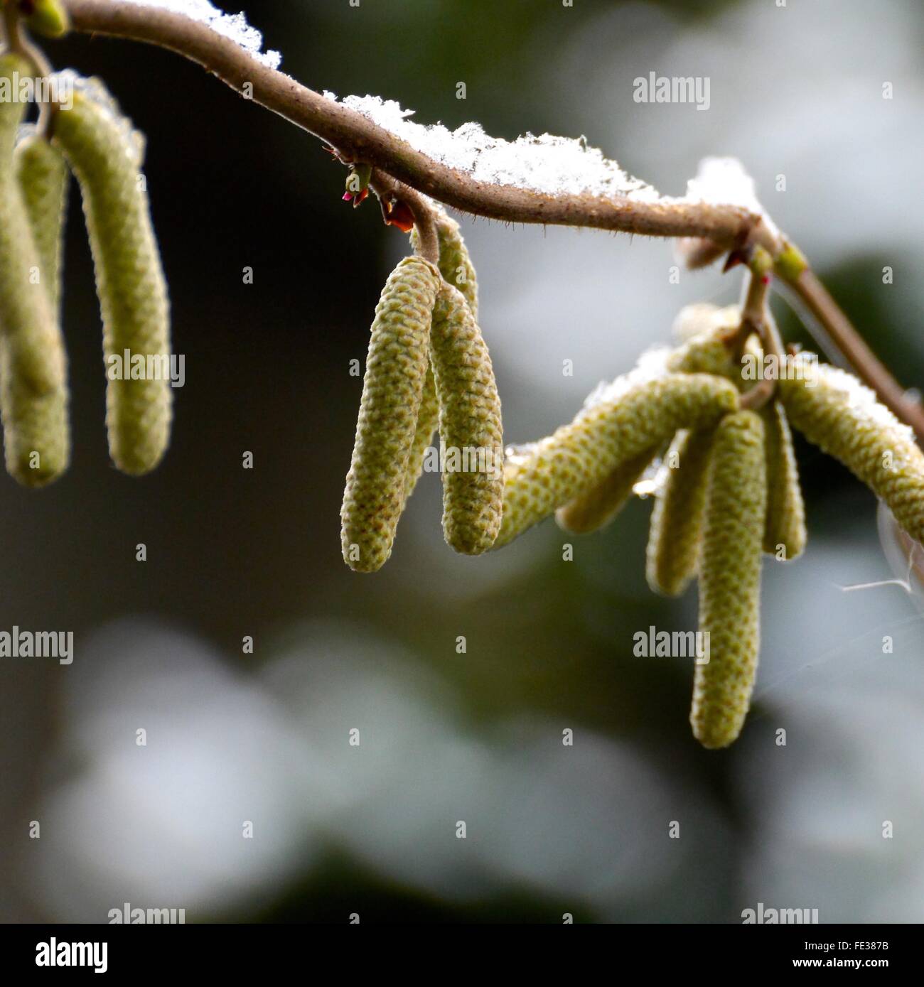 Hazel tree twig hi-res stock photography and images - Alamy