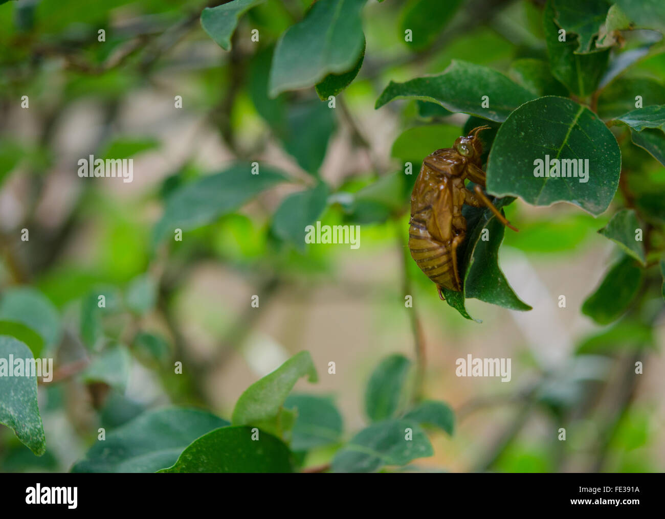 Cicada exoskeleton insect shell hi-res stock photography and images - Alamy