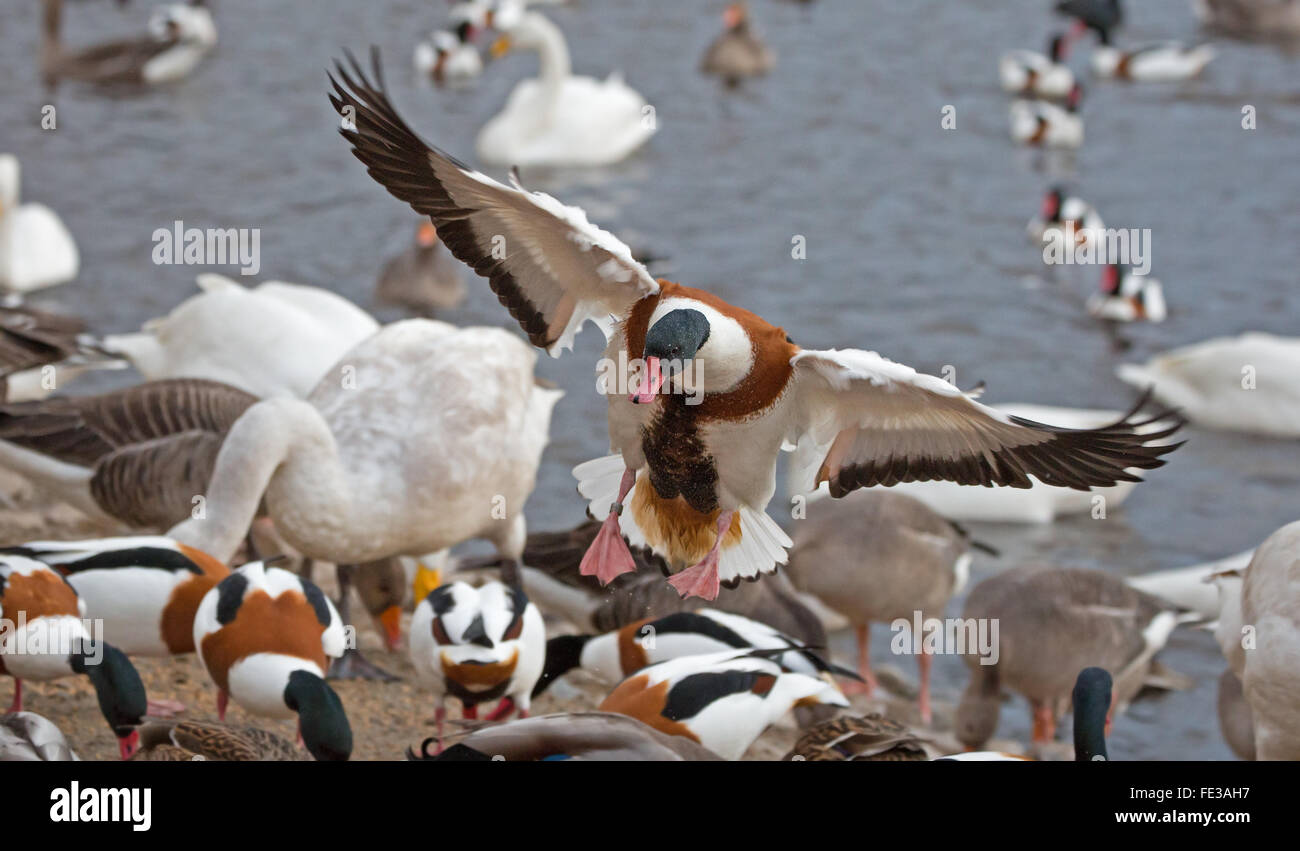 Shelduck in flight Stock Photo - Alamy