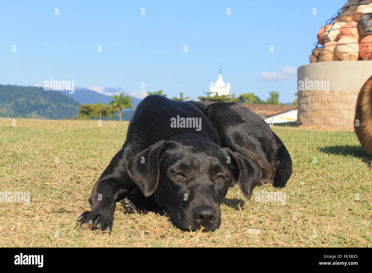 Black Labrador Dog Sleeping In High Resolution Stock Photography and ...