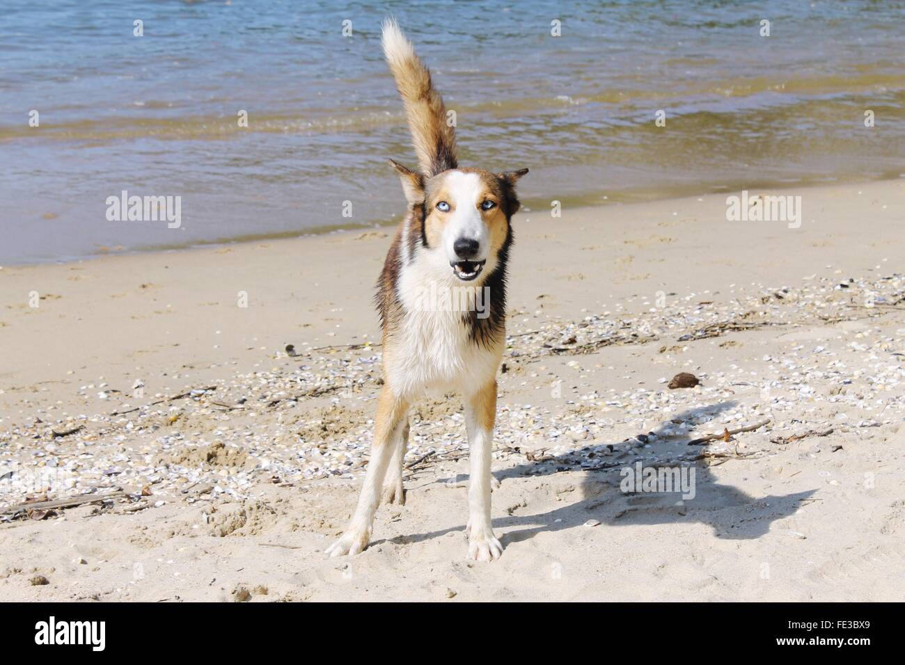 Sandy open beach hi-res stock photography and images - Alamy
