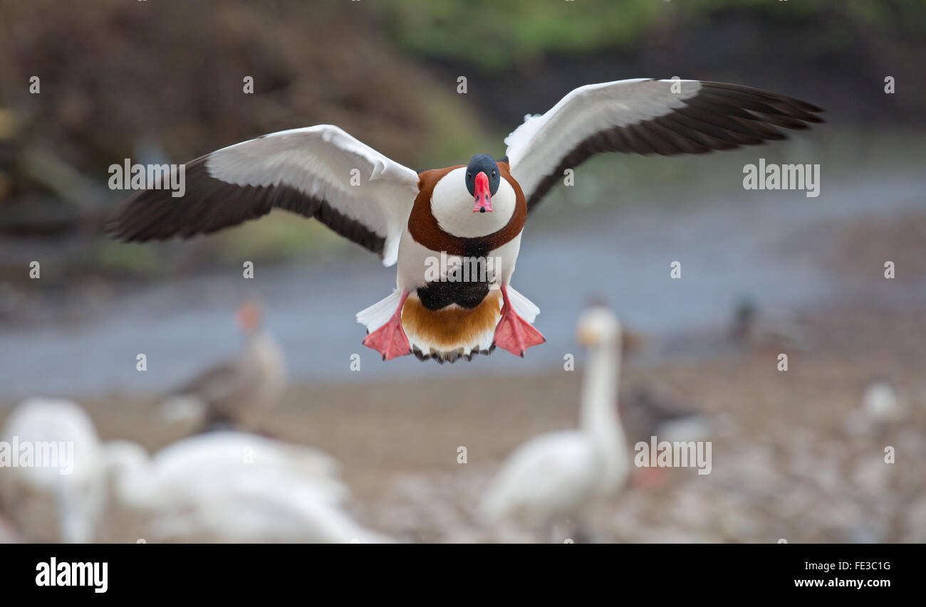Shelduck in flight Stock Photo - Alamy