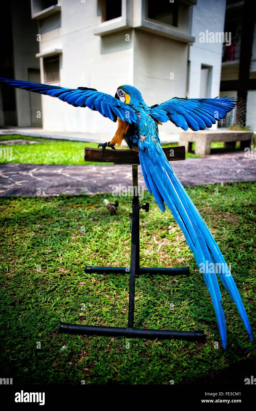 Rear View Of Macaw Perching On Stand At Lawn Stock Photo - Alamy