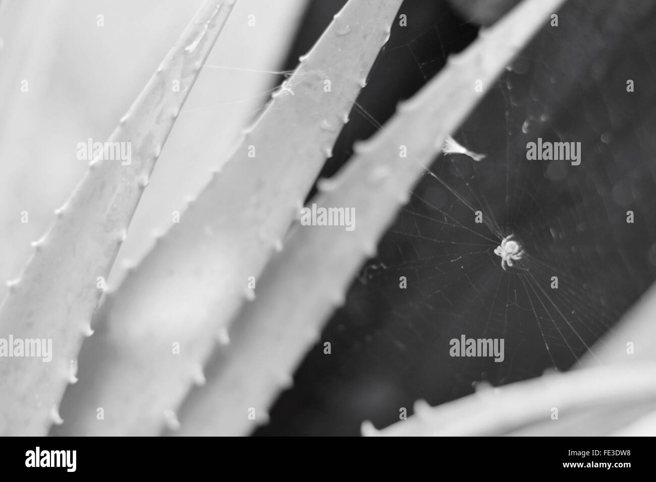Aloe spider hi-res stock photography and images - Alamy