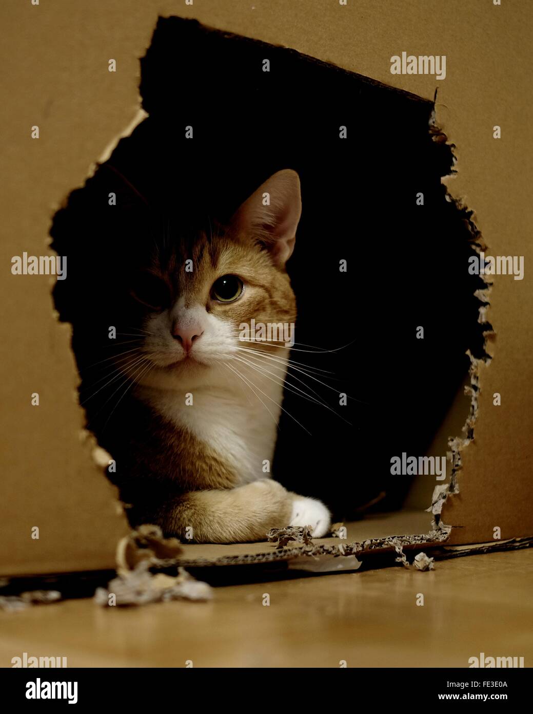 Container cardboard hi-res stock photography and images - Alamy