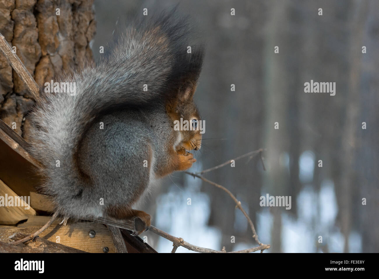 The photograph shows a squirrel Stock Photo - Alamy
