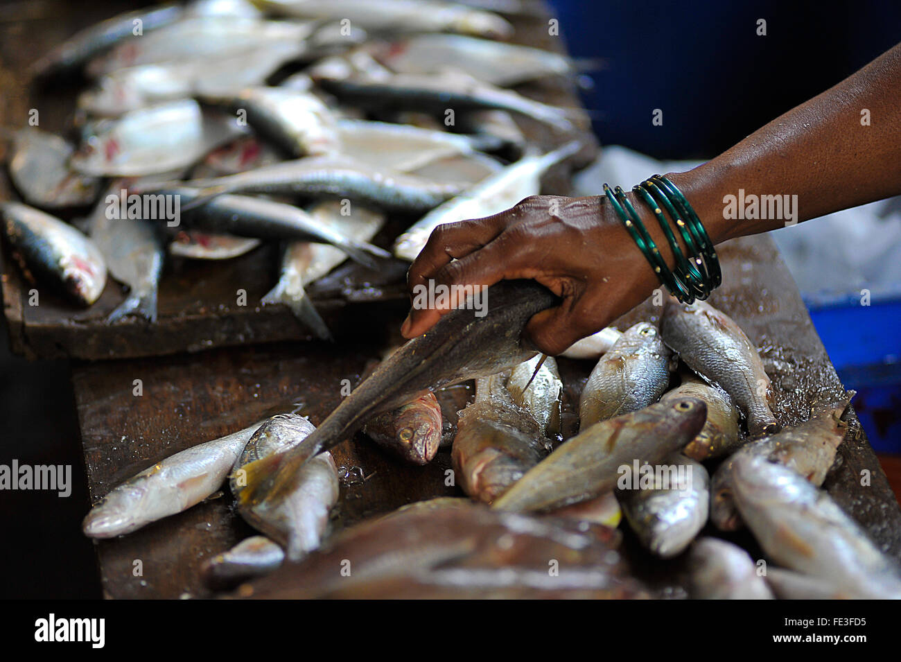 India Goa Fish Market at Panaji Stock Photo - Alamy