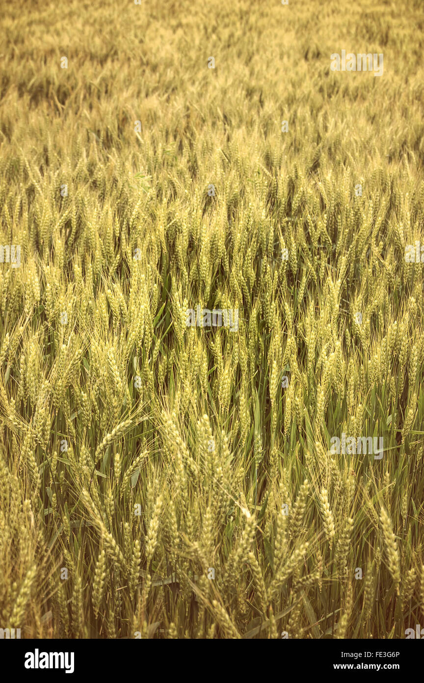 Rye grass hi-res stock photography and images - Alamy