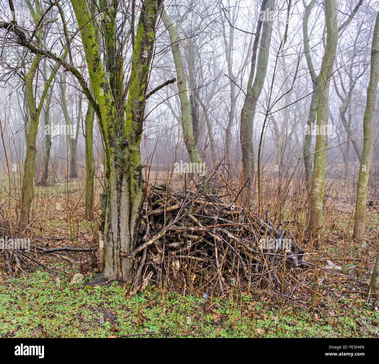 Cut down the branches and shrubs that are left in the tree in the ...