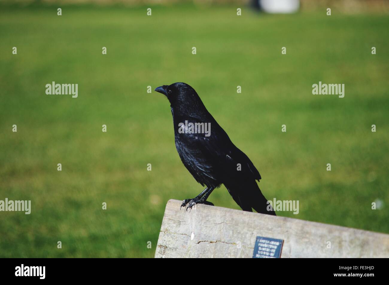 Raven in focus hi-res stock photography and images - Alamy