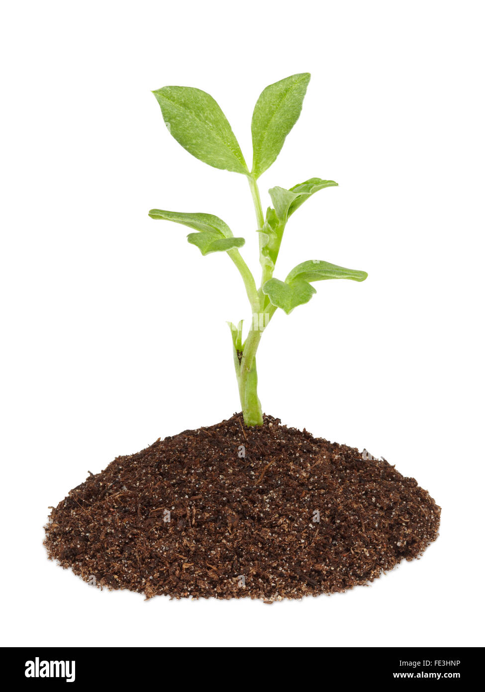 Sprout with ground isolated on the white background, clipping path ...