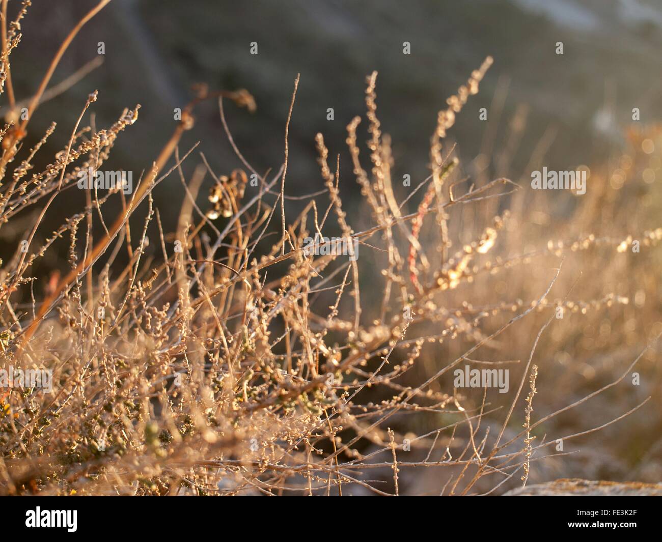 Dry plant field brown hi-res stock photography and images - Alamy