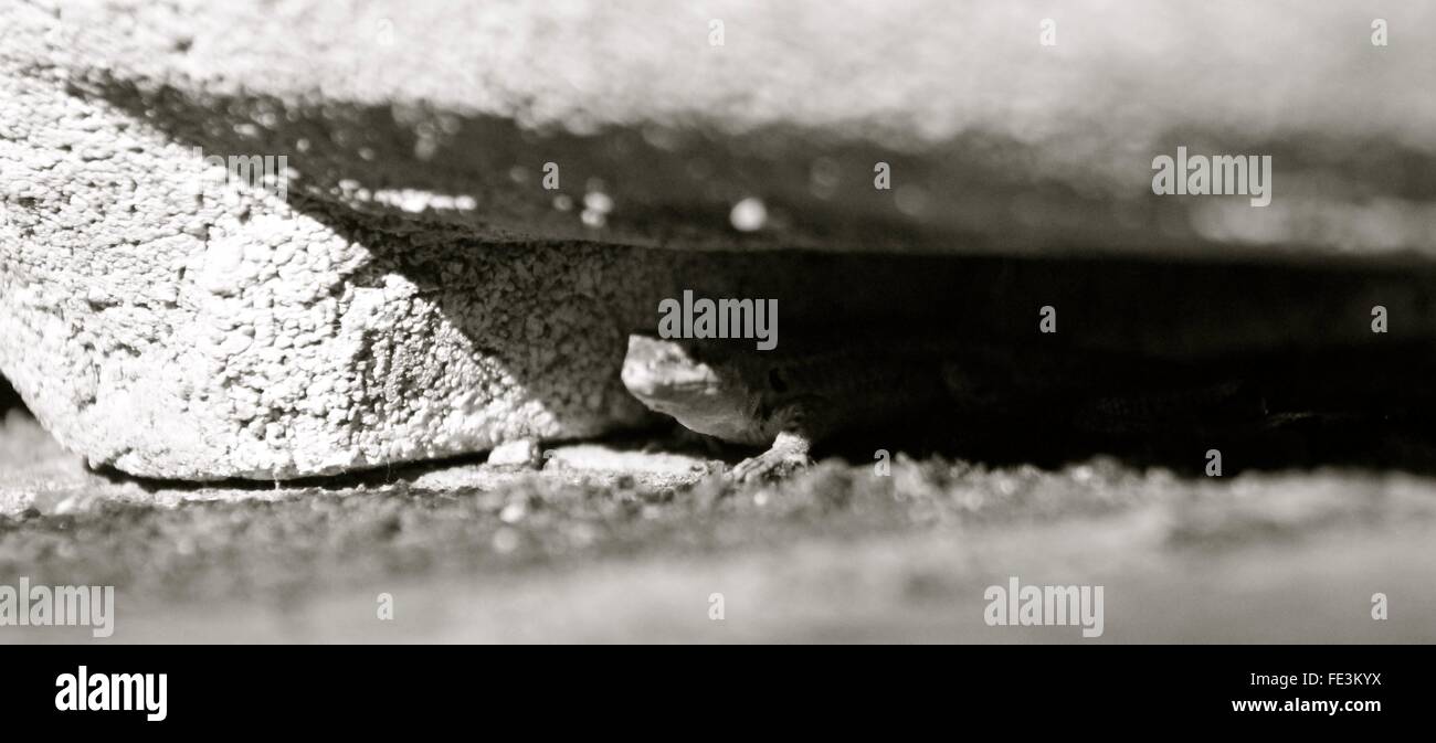 Lizard Hiding Under Rock Stock Photo - Alamy