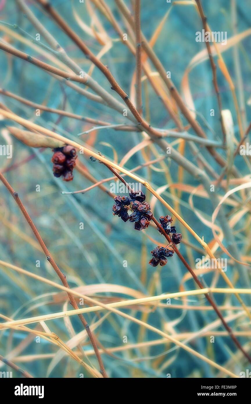 Dry Long Grass at Frank Hudson blog