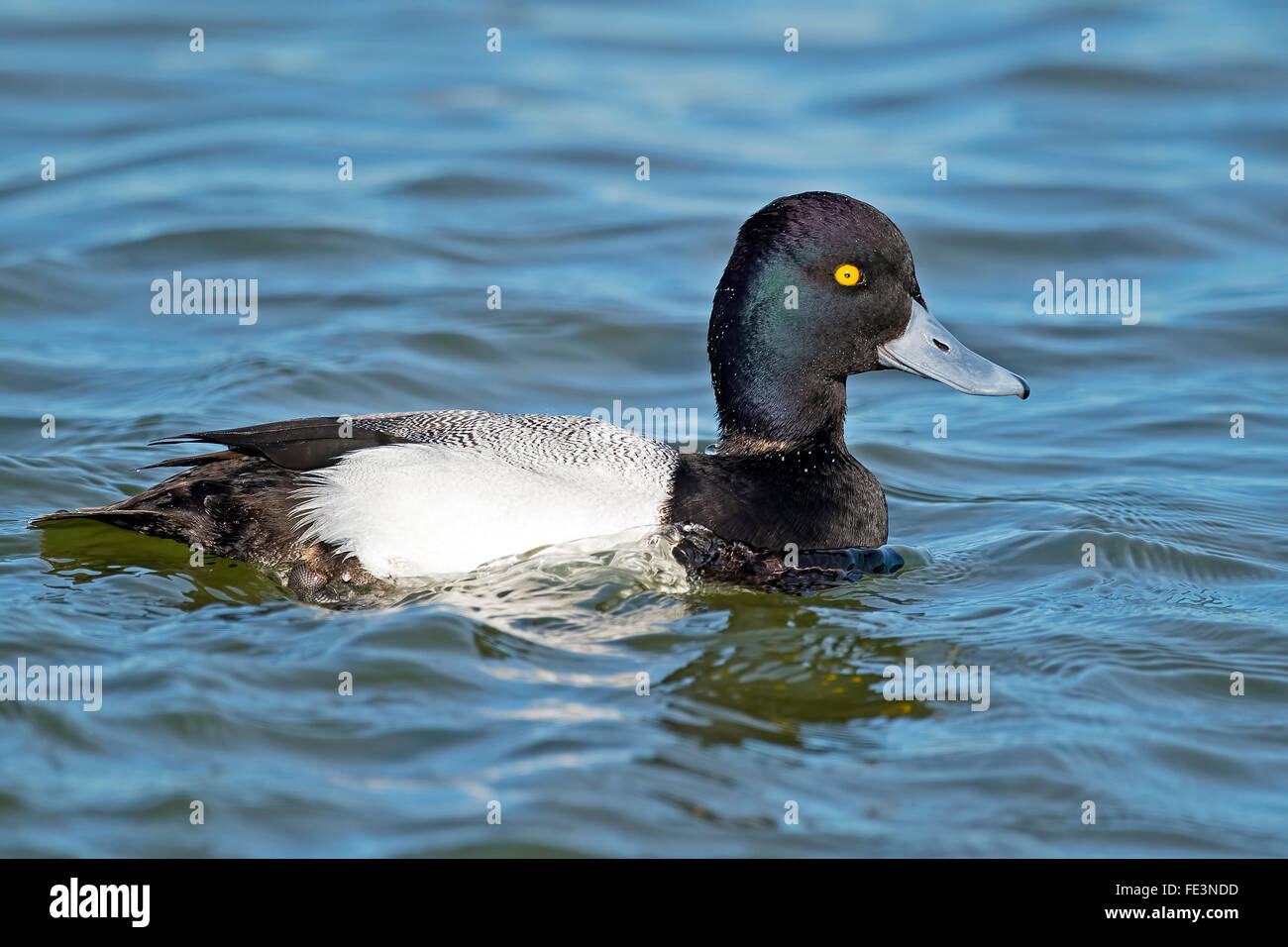 Male Lesser Scaup Duck Stock Photo - Alamy