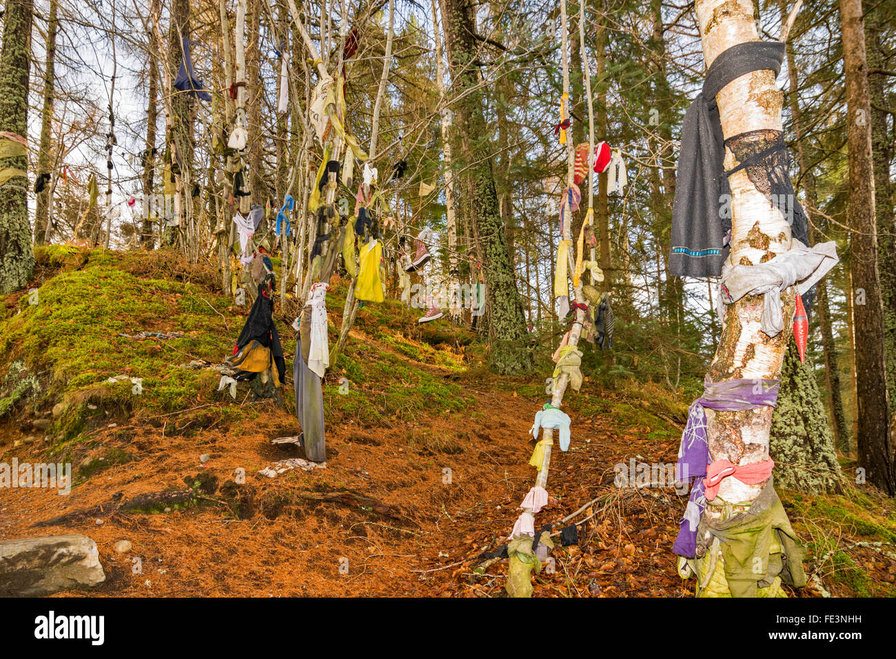 CLOOTIE WELL MUNLOCHY BLACK ISLE SCOTLAND CLOTHING HUNG ON BIRCH TREE ...