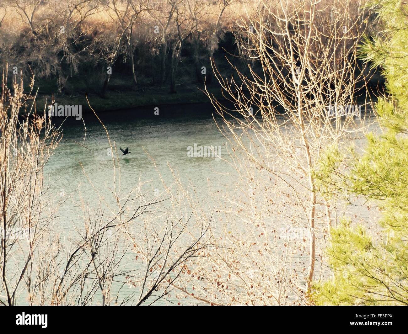 Bird Flying Over River Stock Photo - Alamy
