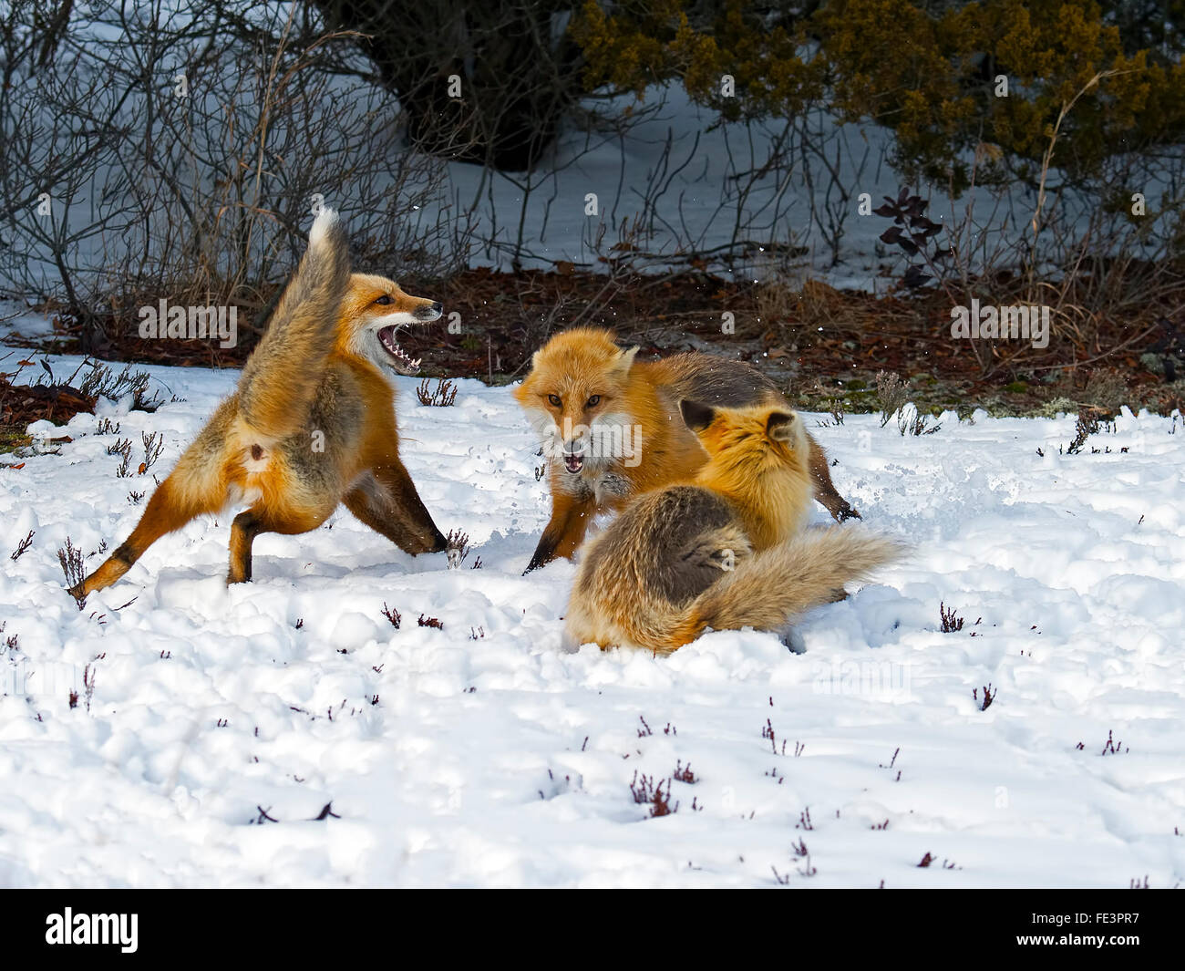Fox snow hi-res stock photography and images - Alamy
