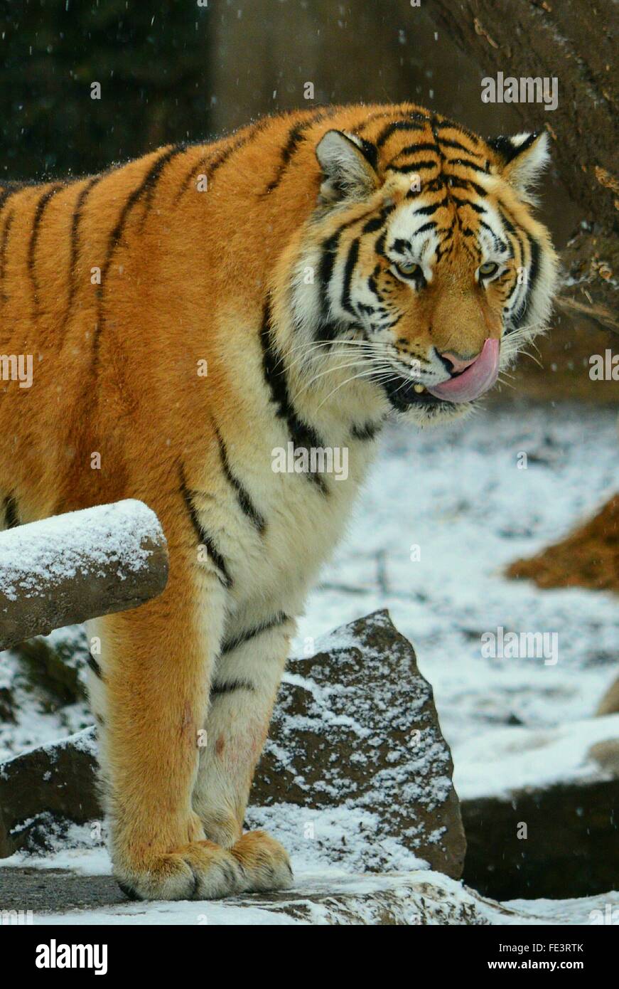 Siberian tiger wild hi-res stock photography and images - Alamy