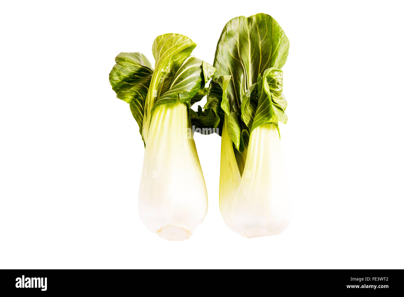 pak choi southern Chinese vegetable vegetables plant plants Asian ...