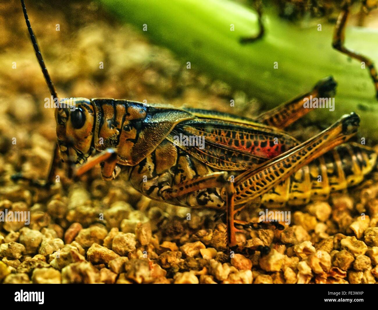 Grasshopper side view hi-res stock photography and images - Alamy