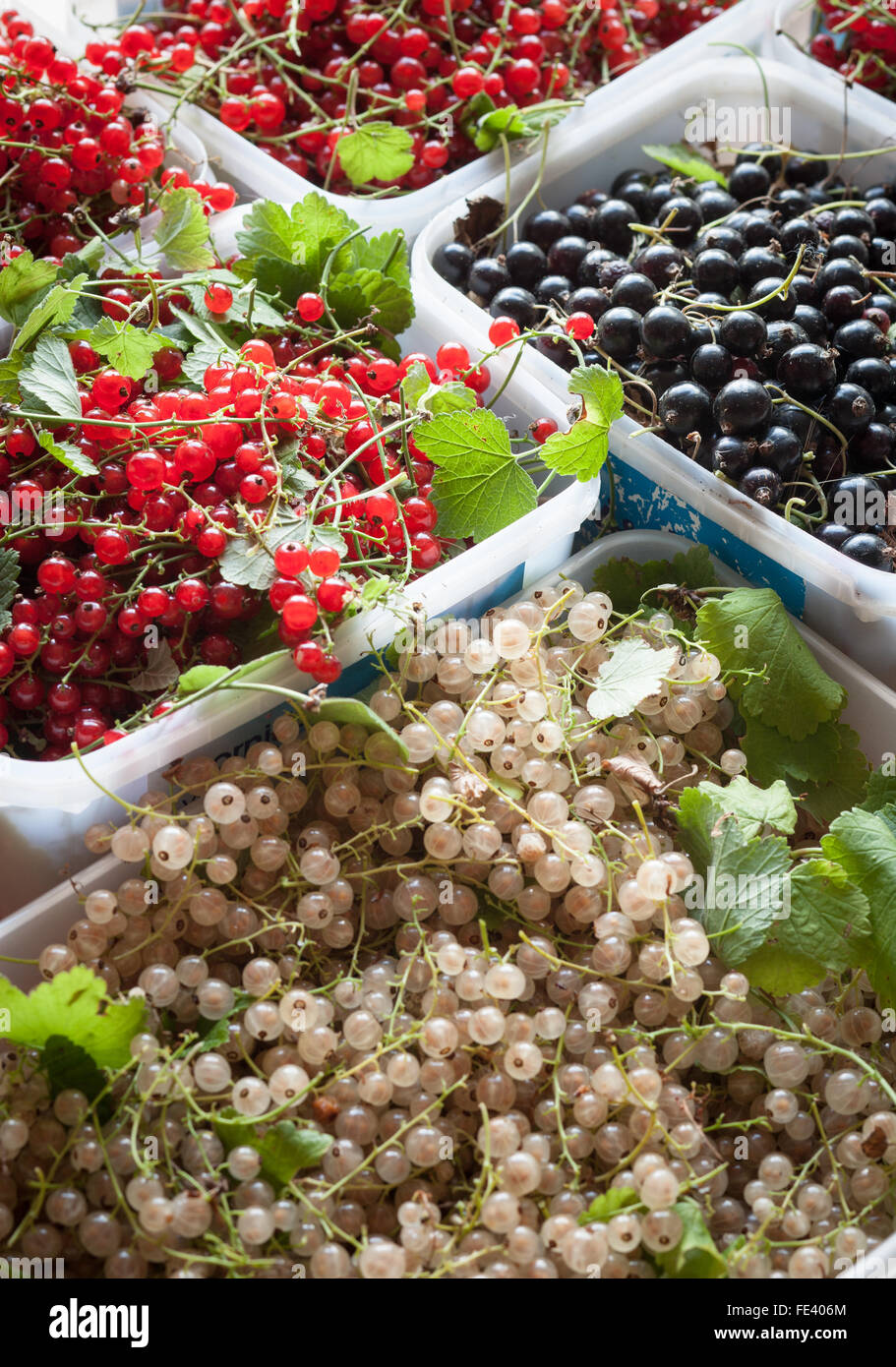Fresh black currents hi-res stock photography and images - Alamy