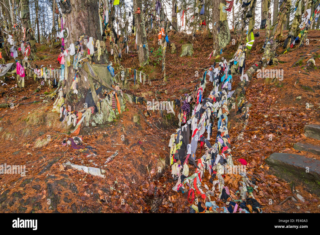 CLOOTIE WELL MUNLOCHY BLACK ISLE SCOTLAND CLOTHING REMNANTS ON BRANCHES ...