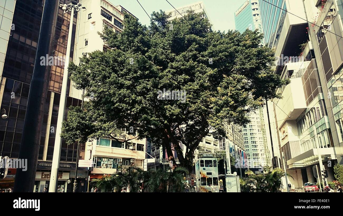 Tree structures hi-res stock photography and images - Alamy