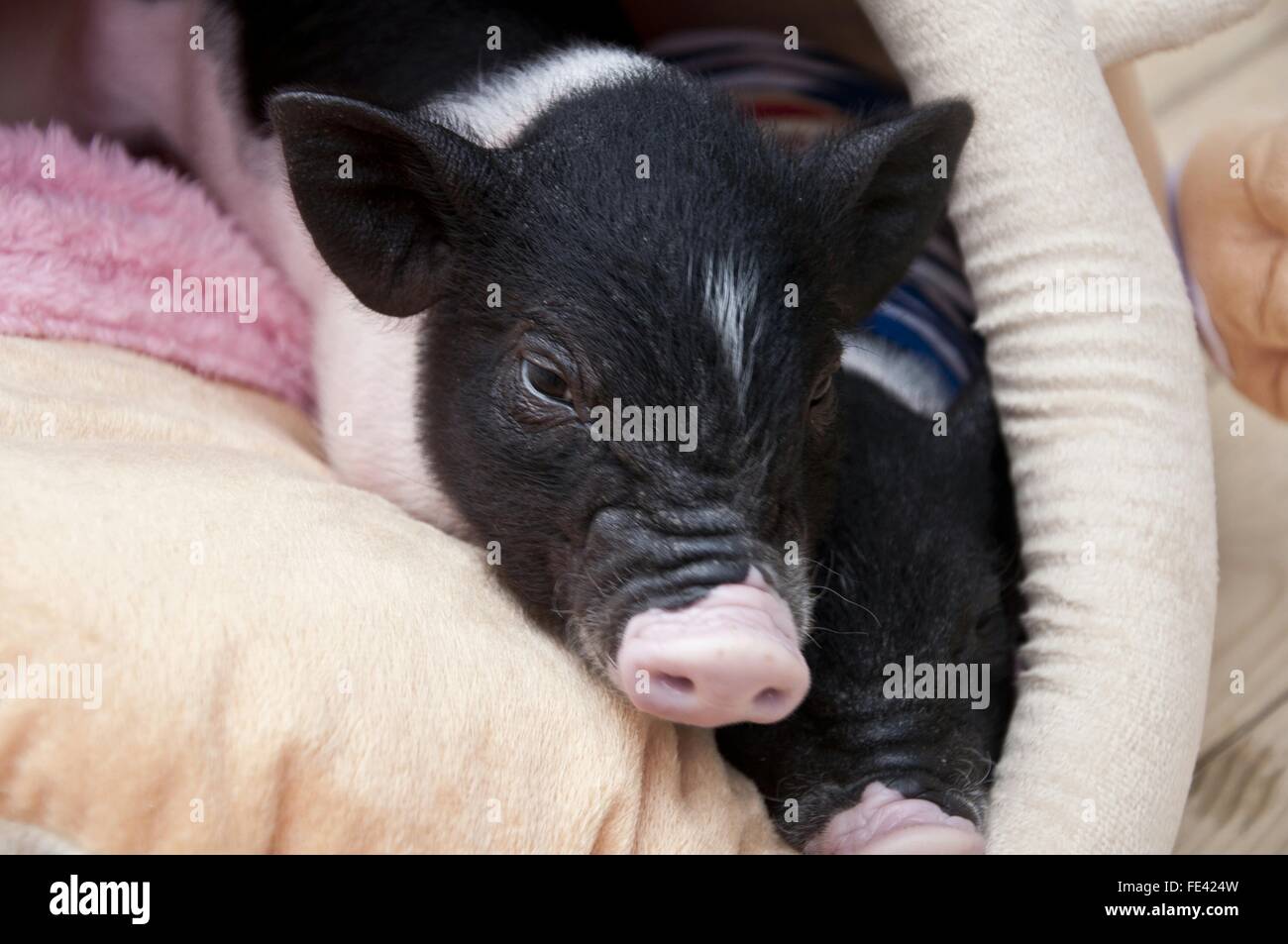 Close-Up Of A Pig Relaxing On Bed Stock Photo - Alamy