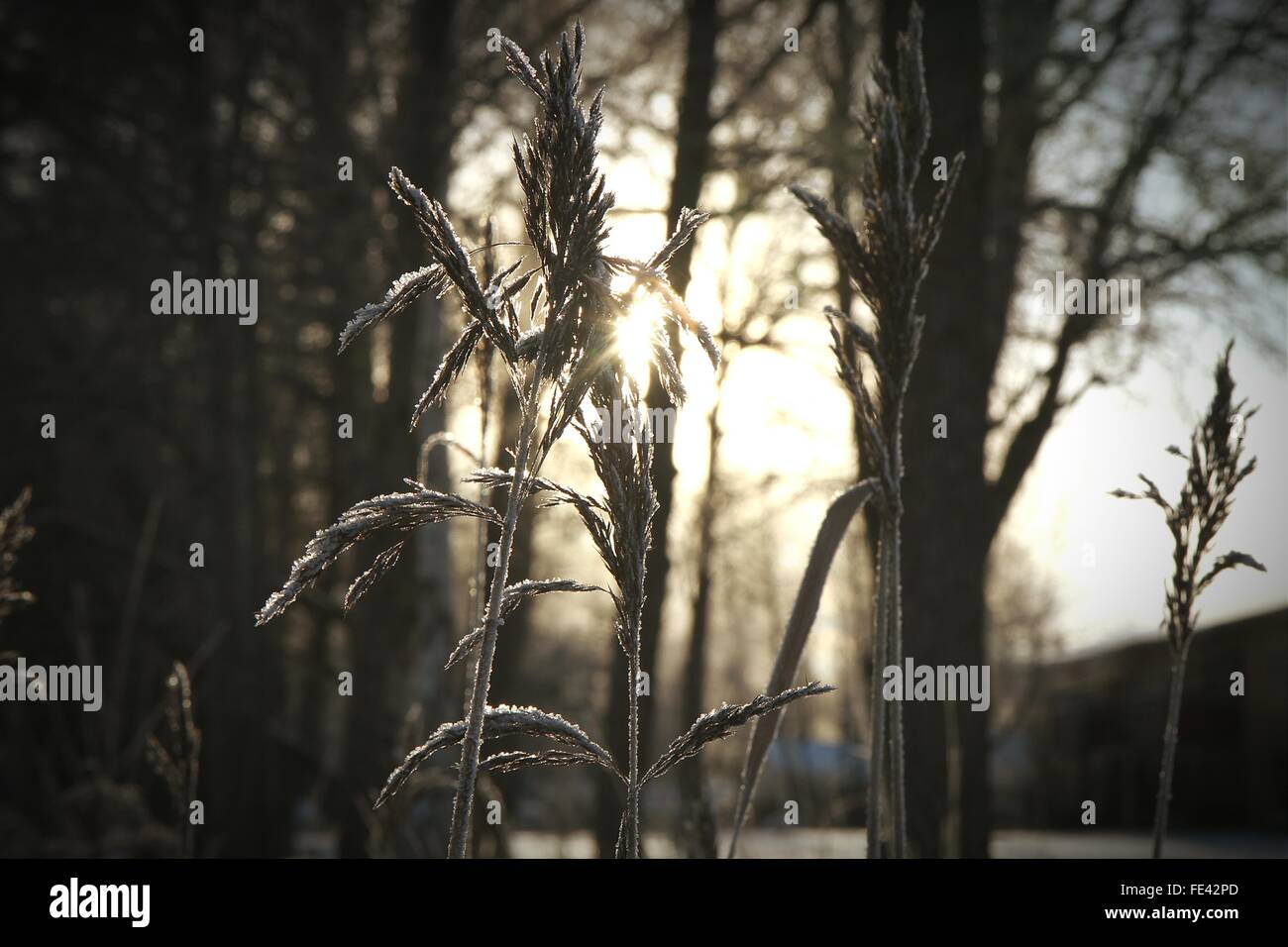 Frost plants hi-res stock photography and images - Alamy