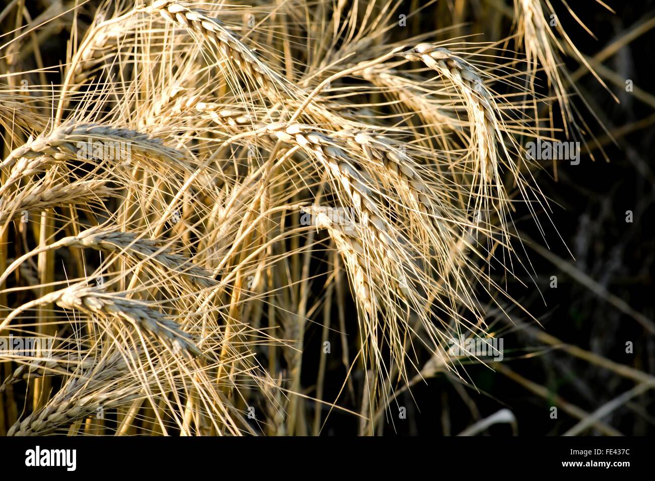Crop stalks hi-res stock photography and images - Alamy
