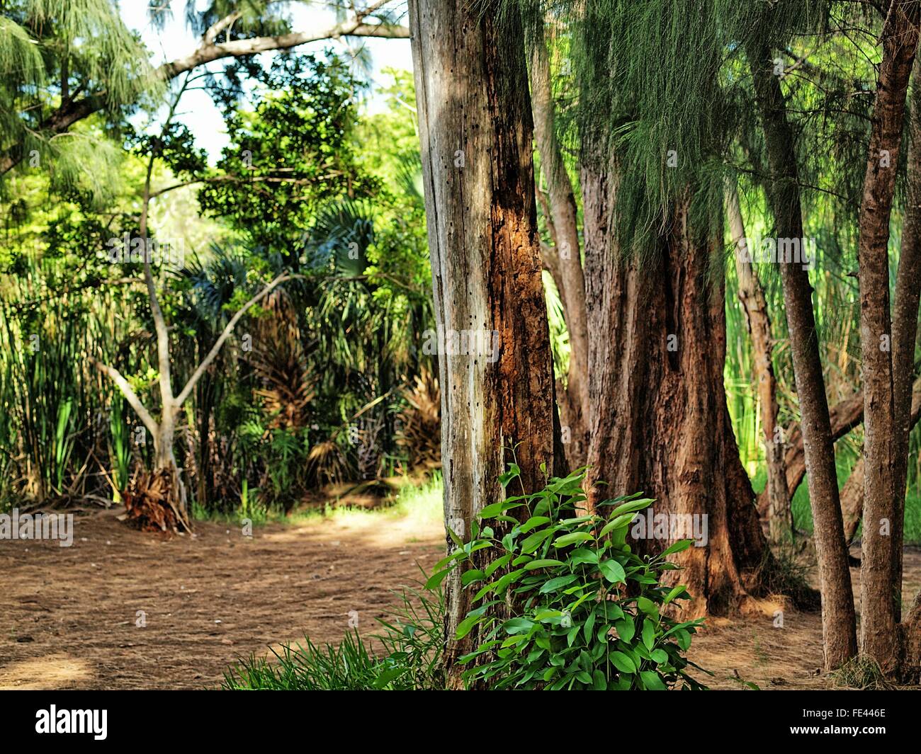 Tropical trees hi-res stock photography and images - Alamy