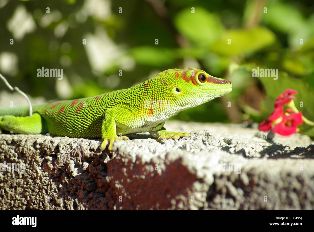 Day gecko mauritius hi-res stock photography and images - Alamy