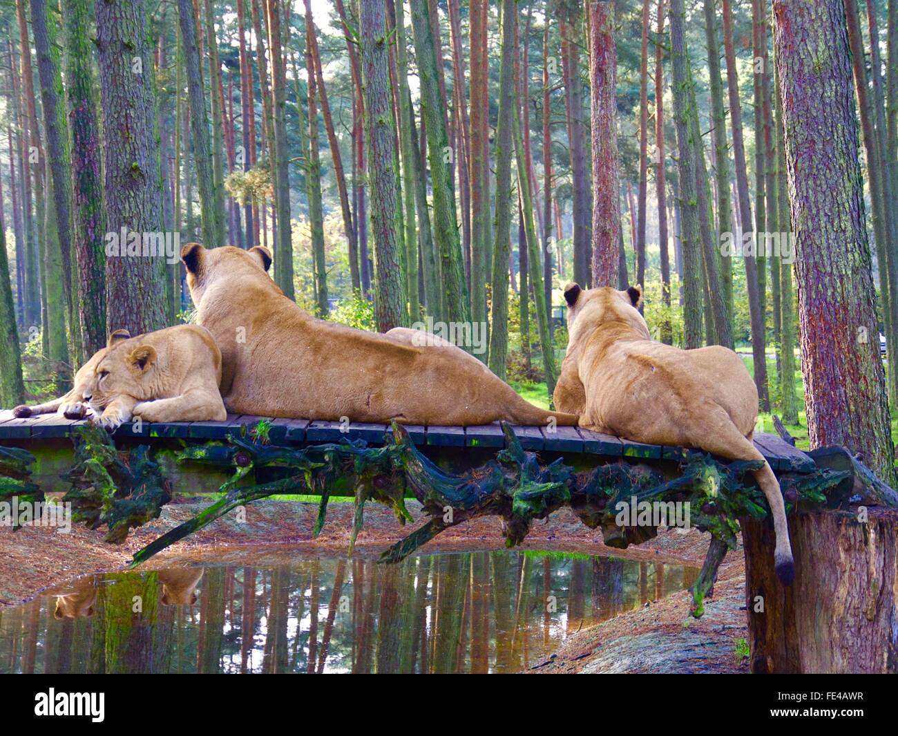 Rear view lion hi-res stock photography and images - Alamy