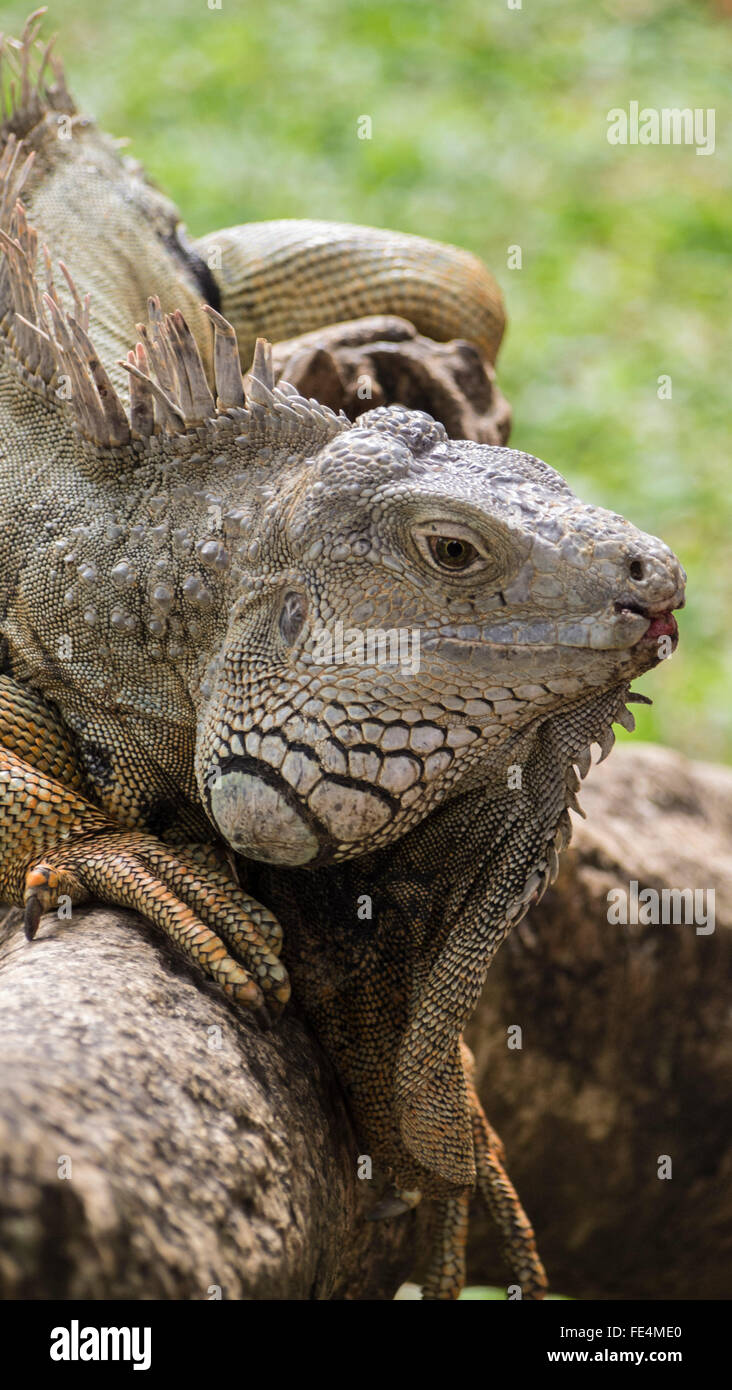 Iguana on a tree Stock Photo - Alamy