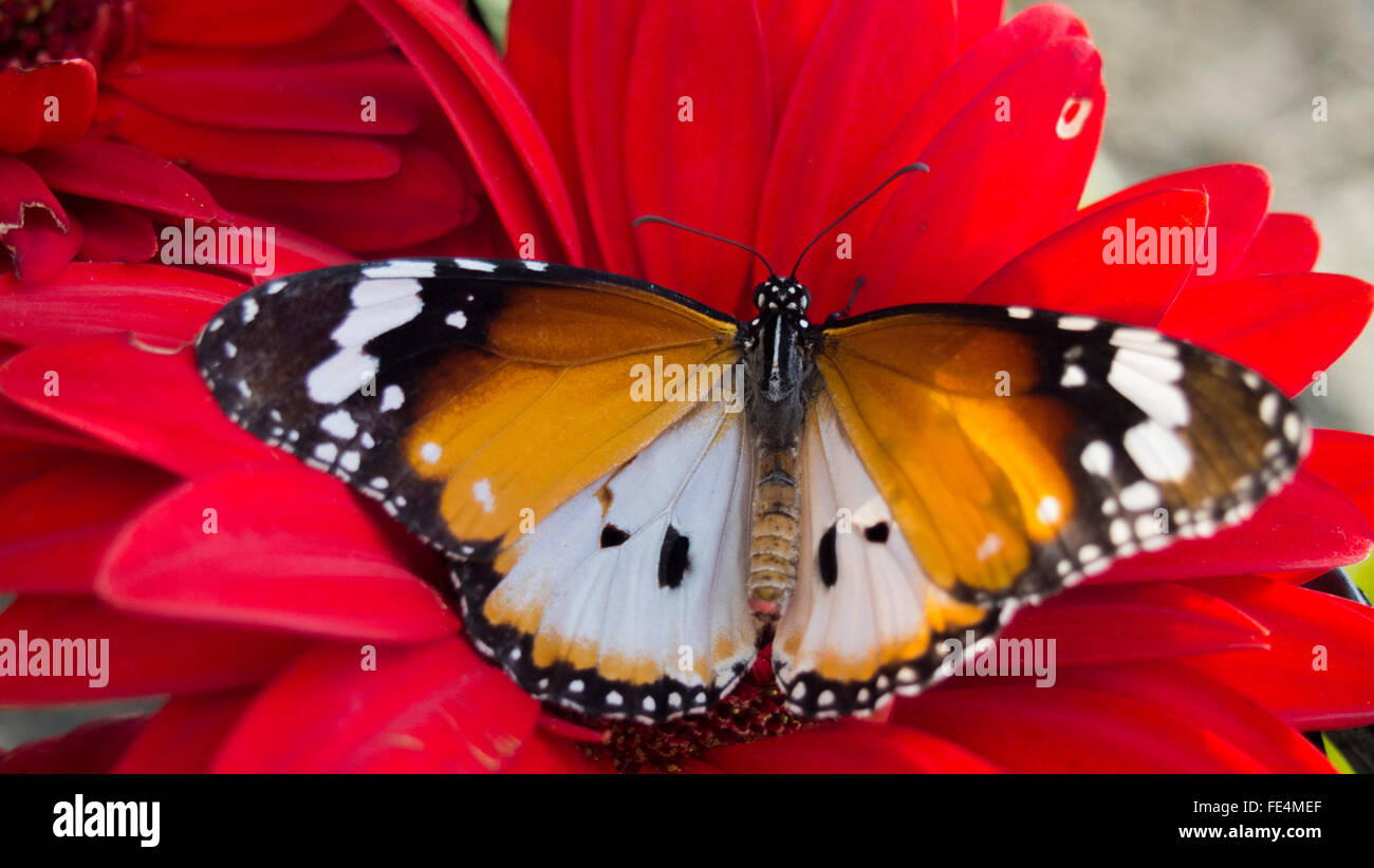 Bali butterflies hi-res stock photography and images - Alamy