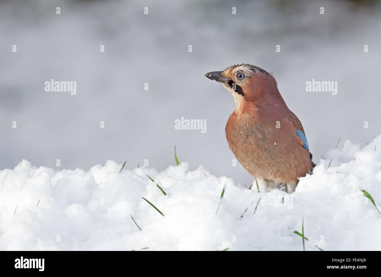 Jay in Snow Stock Photo - Alamy