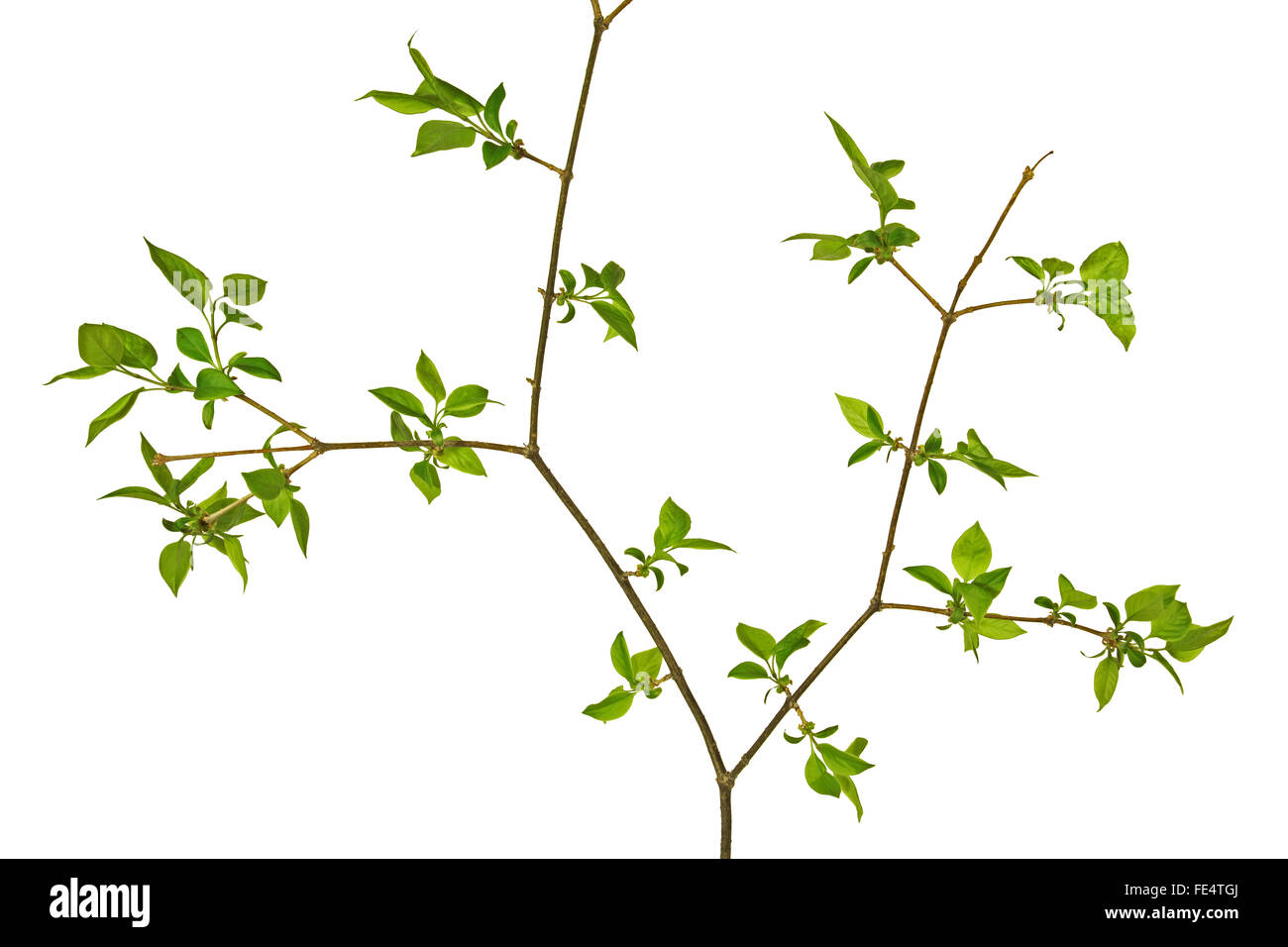 Tree branch with green leaves Stock Photo - Alamy