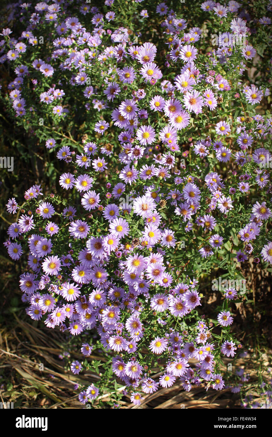 Small garden Astra flowers Stock Photo - Alamy
