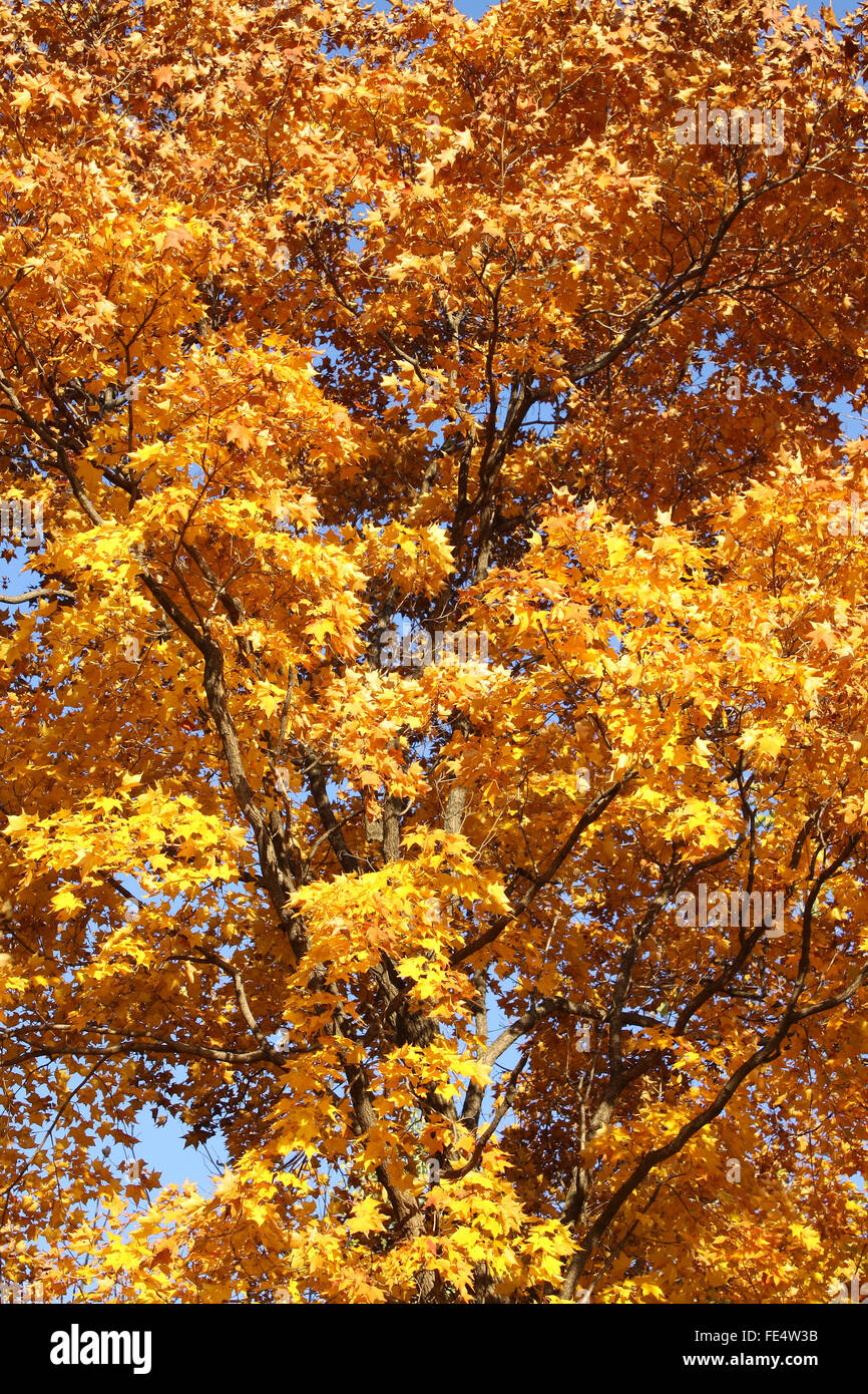 Tree branch with autumn leaves Stock Photo - Alamy