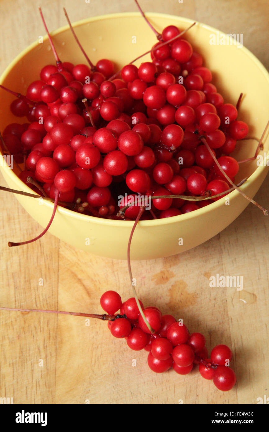 Schisandra chinensis hi-res stock photography and images - Alamy